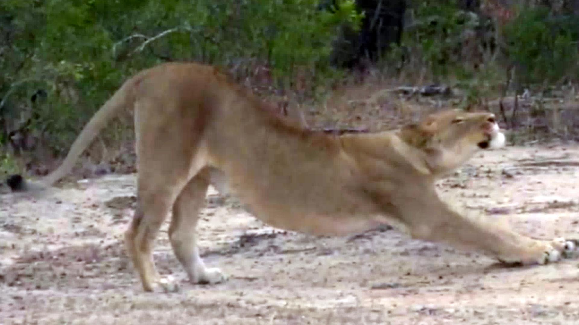 Lioness doing morning stretch after long rest - CGTN