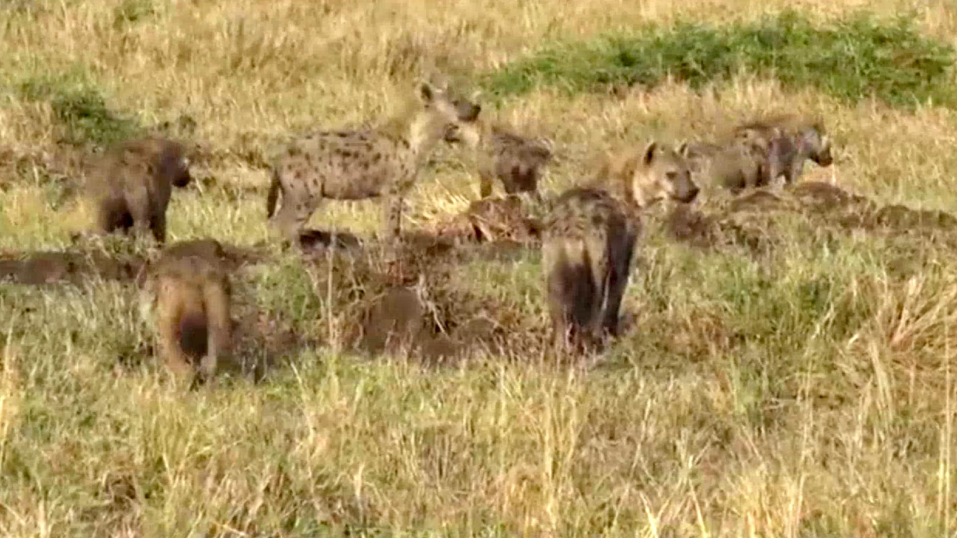 Hyena pack walk through African savanna - CGTN