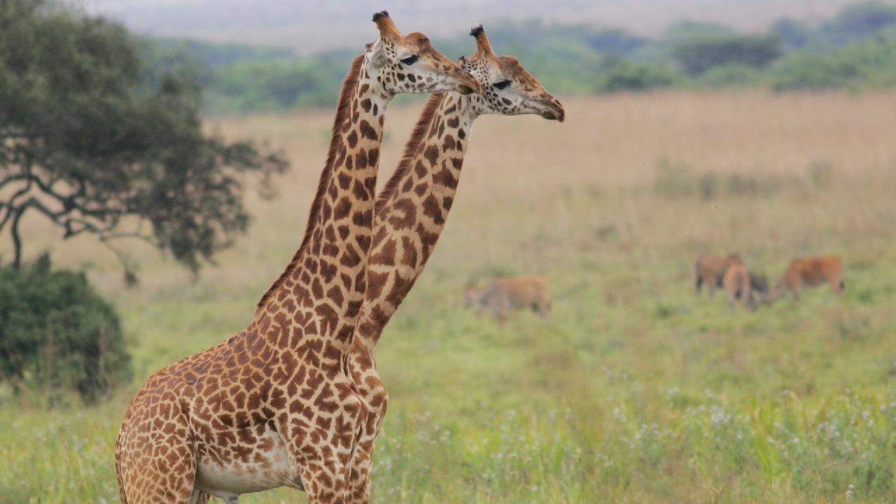 Pollen carriers: From bees to giraffes - CGTN