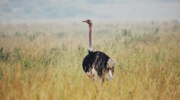 Digital Safari: The bird that can not fly - CGTN