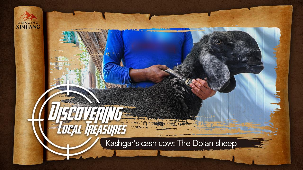 The million dollar Dolan sheep - CGTN