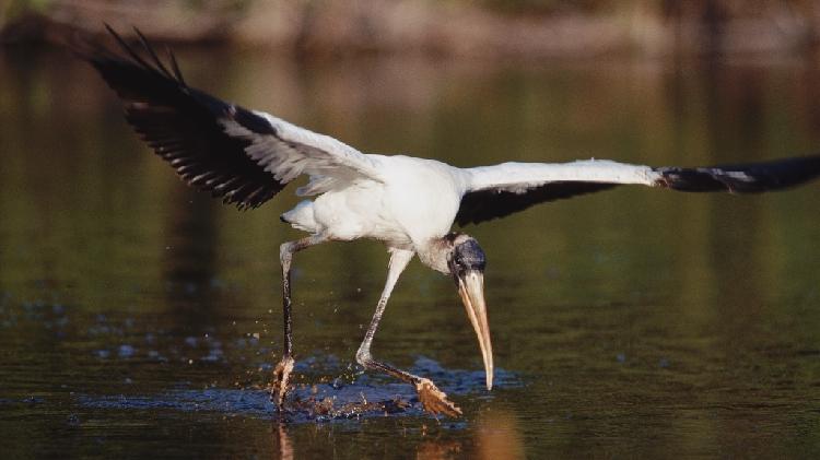 A Painted Stork silently walks on water - CGTN