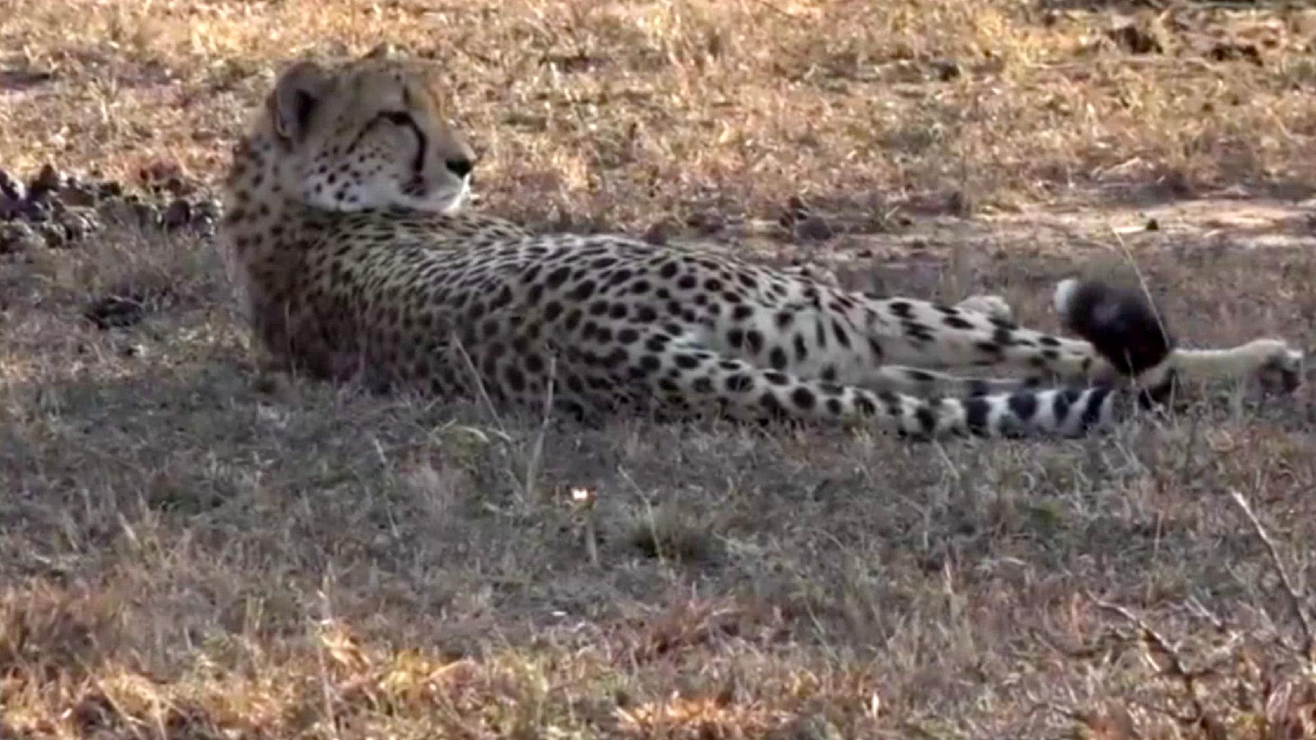 What Do Cheetahs Hunt The Most Cgtn