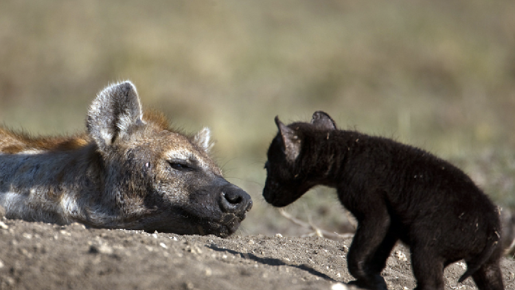 Digital Safari: Meet the North Clan hyenas - CGTN