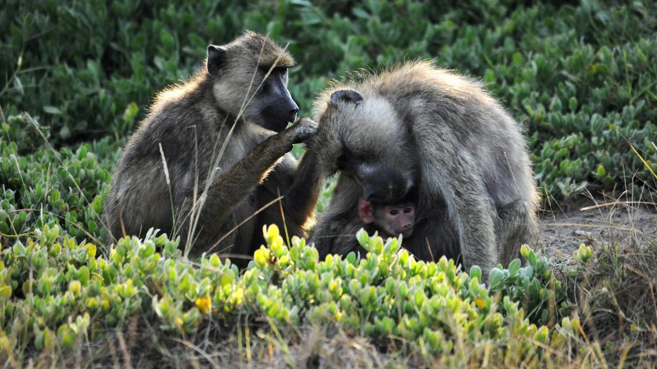 Grooming helps enhance social bonds among baboons - CGTN