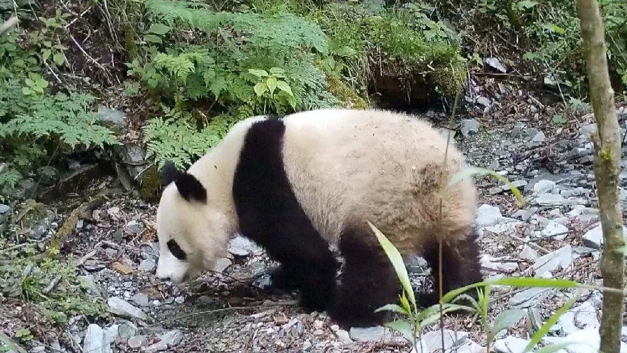 Infrared camera catches images of thirsty wild panda - CGTN