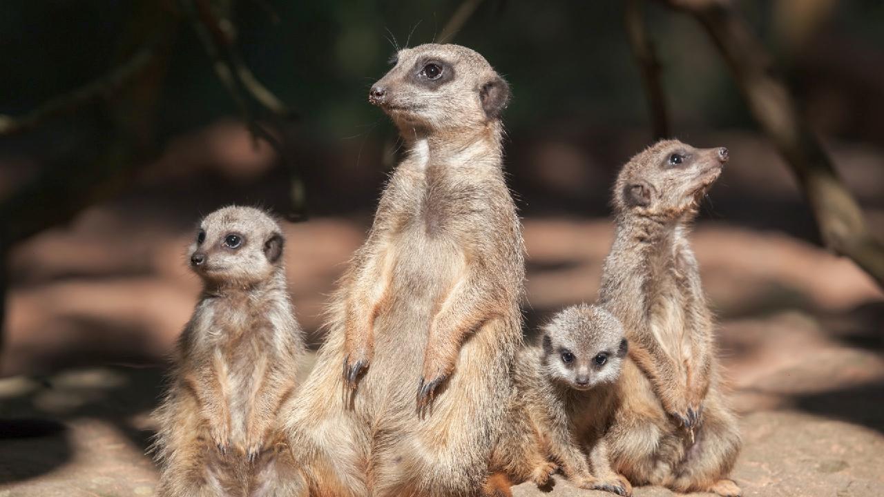 Meerkat mob standing up tall to enjoy the morning sun - CGTN
