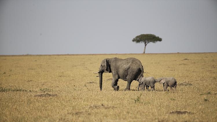 Digital Safari: Connecting with the African elephant - CGTN