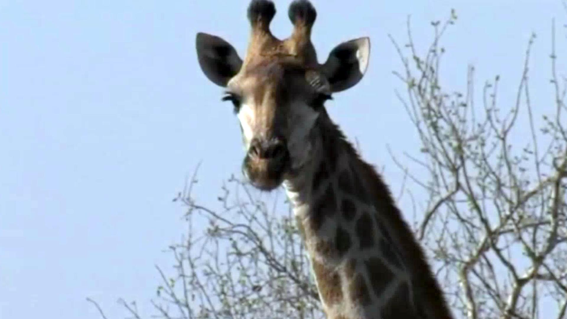 How tall can a giraffe grow? - CGTN