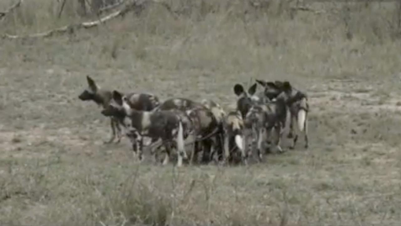 African wild dogs gather to devour food - CGTN