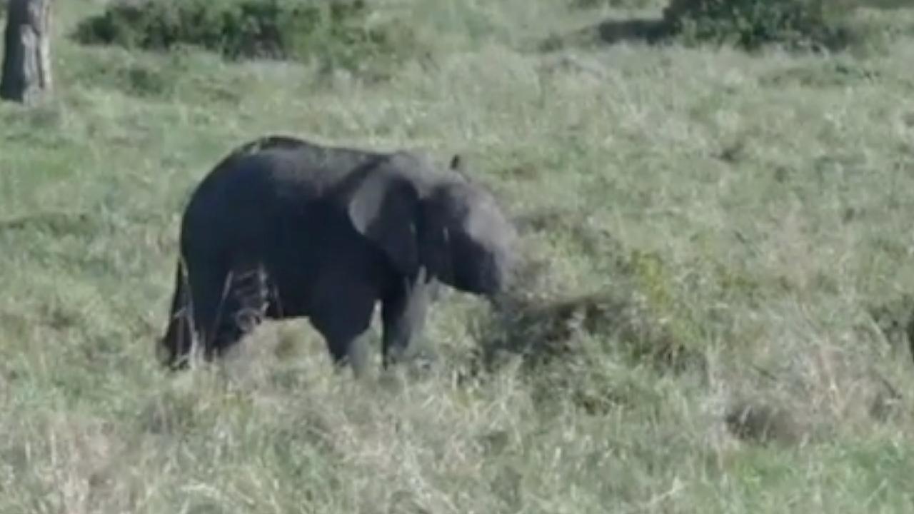 Young injured elephant adopted by new elephant herd - CGTN