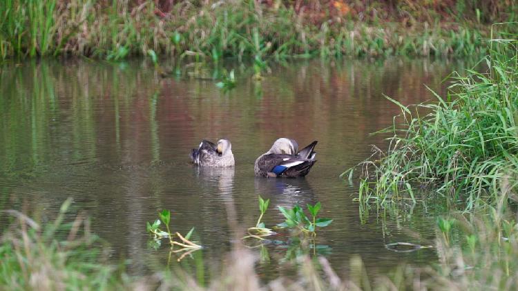 Mallard ducks enjoy autumn afternoon in C China national park - CGTN