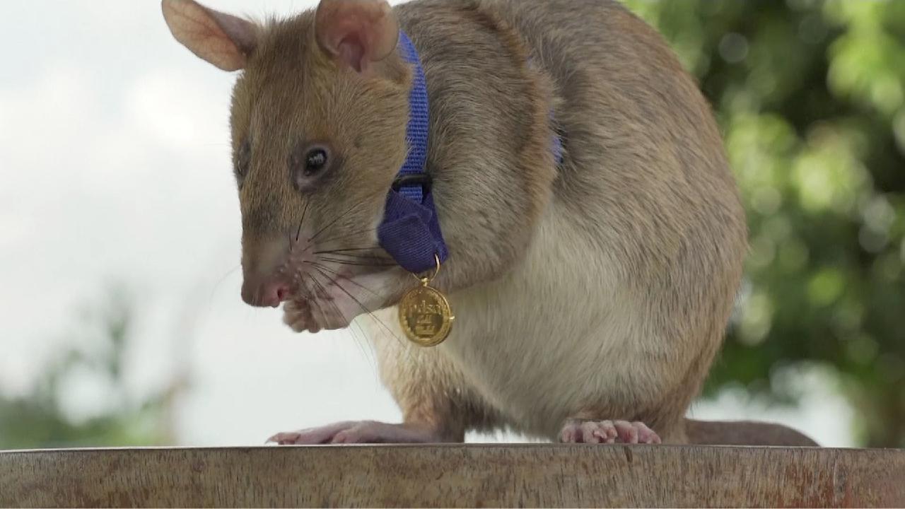 Rat gets gold medal for discovering mines in Cambodia - CGTN