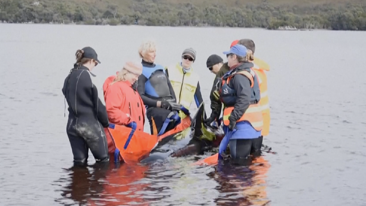 Rescue efforts continue in Australia's mass whale stranding - CGTN