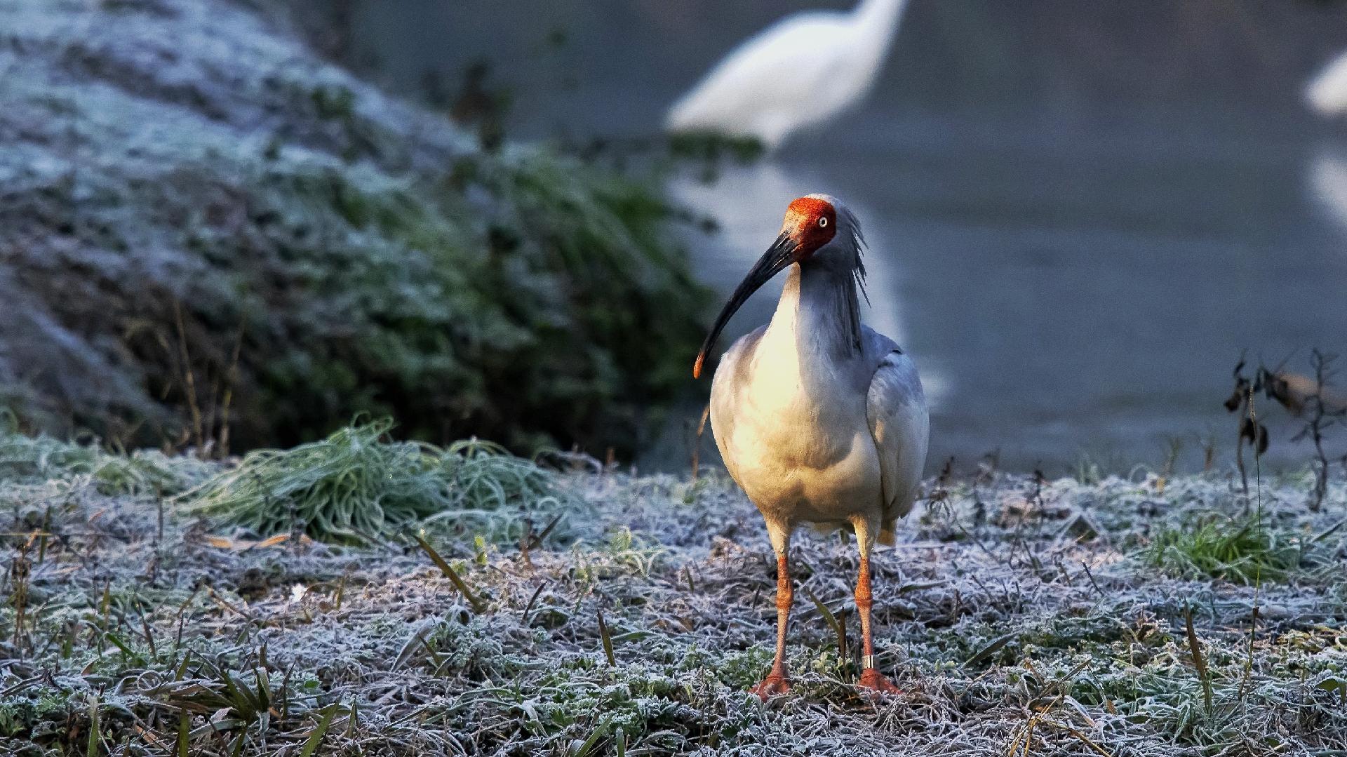 A new chapter for the crested ibis family - CGTN