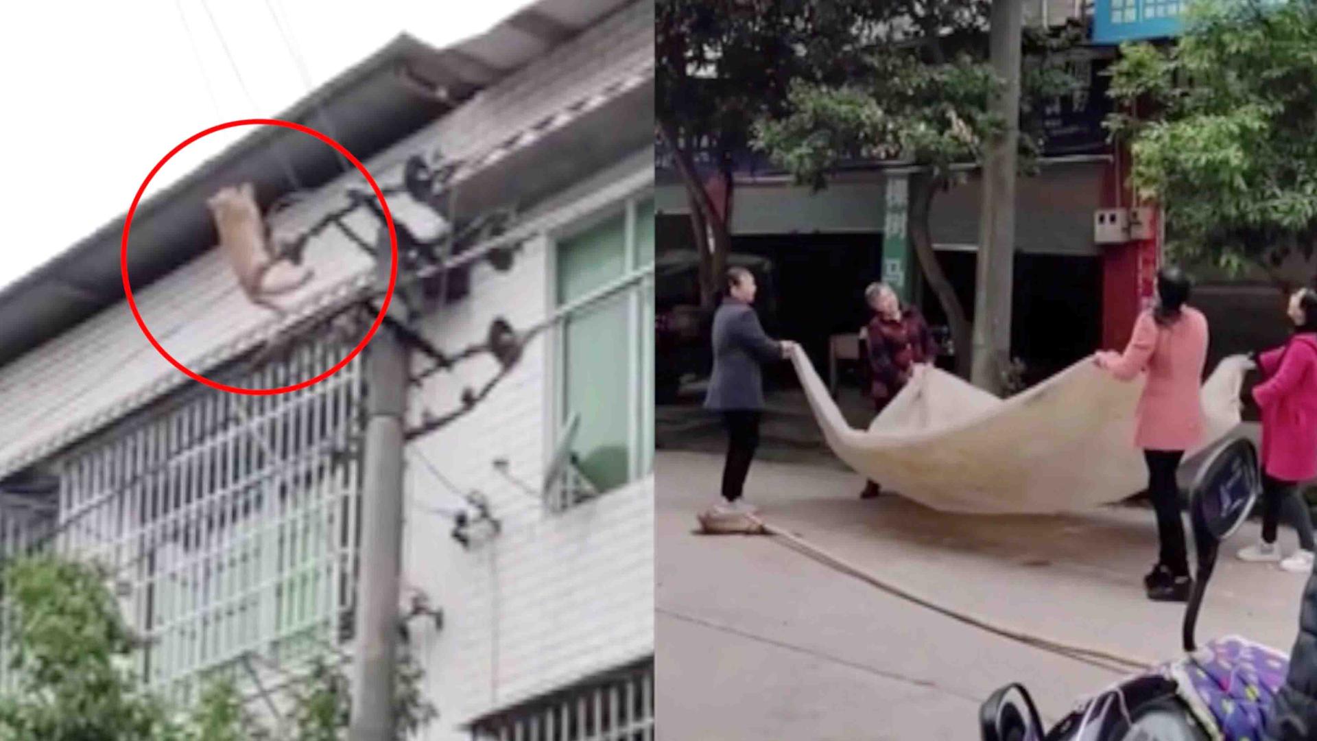 Kindhearted residents save cat falling from power line in SW China - CGTN