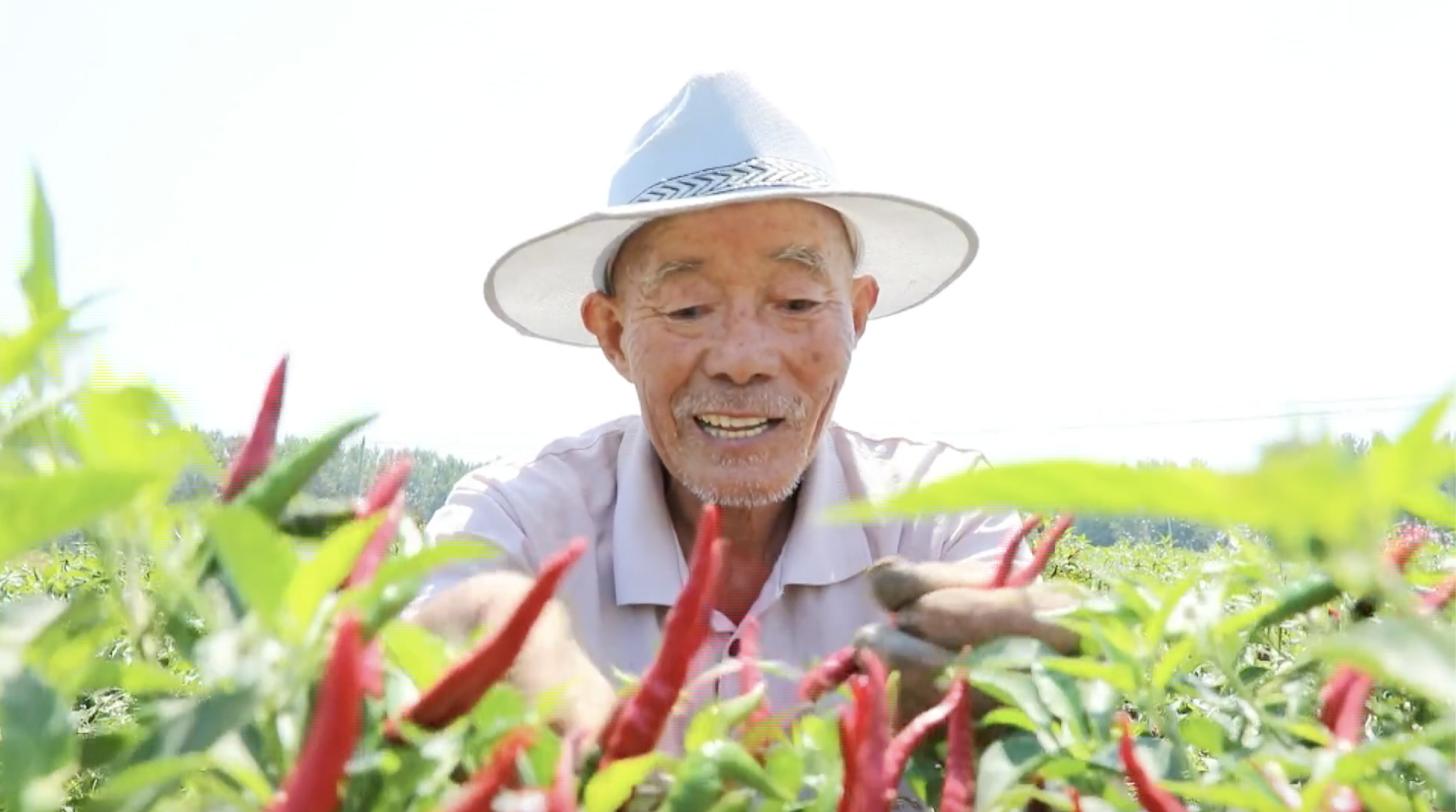 Chili-focused county looks to younger generation to secure future - CGTN