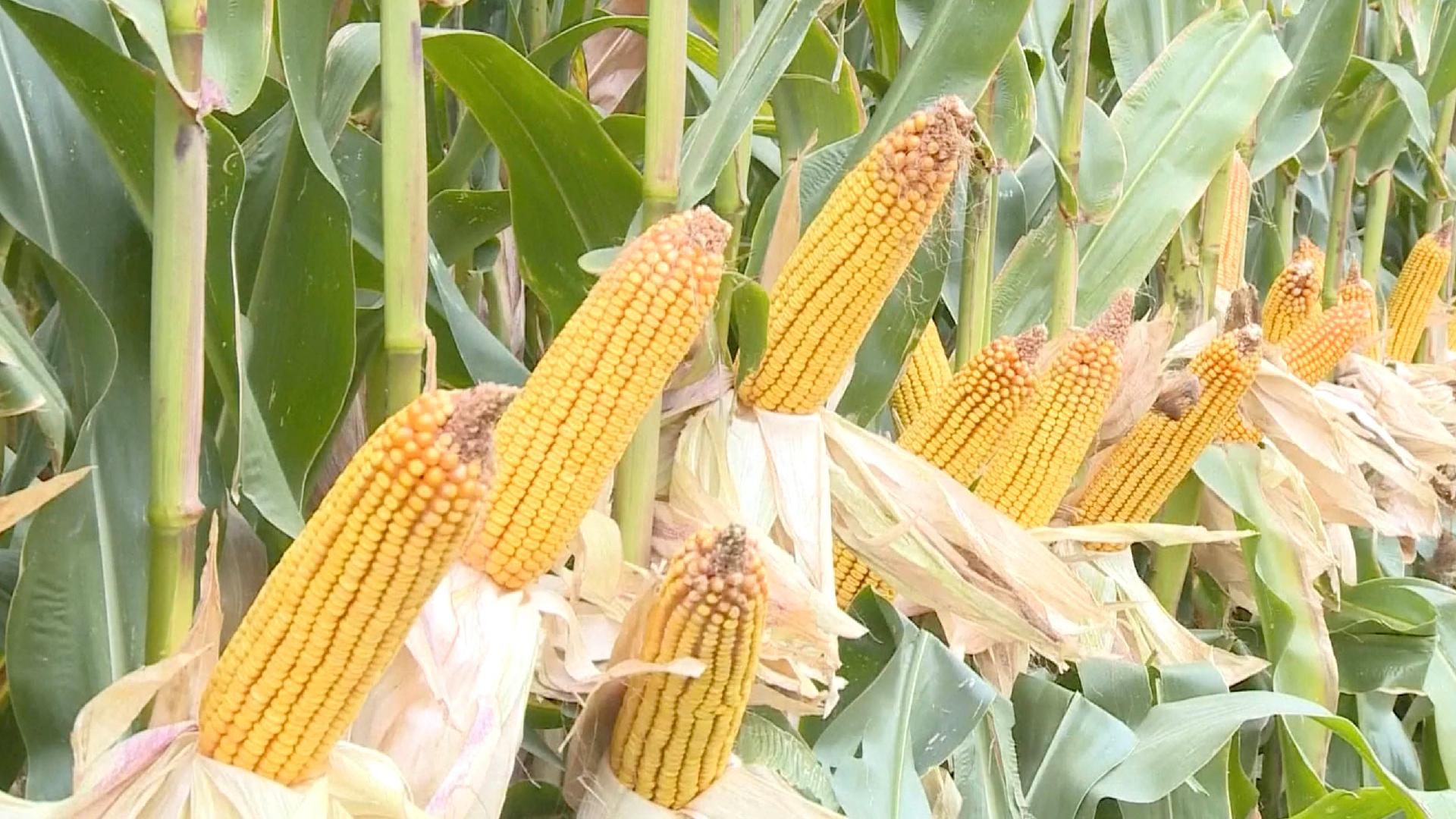 Xinjiang cornfield sets national record for per-hectare production - CGTN