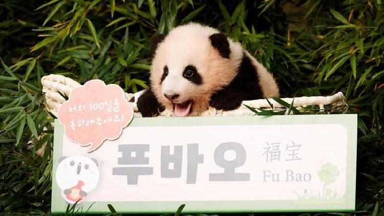 South Korea's first locally born panda makes public debut - CGTN