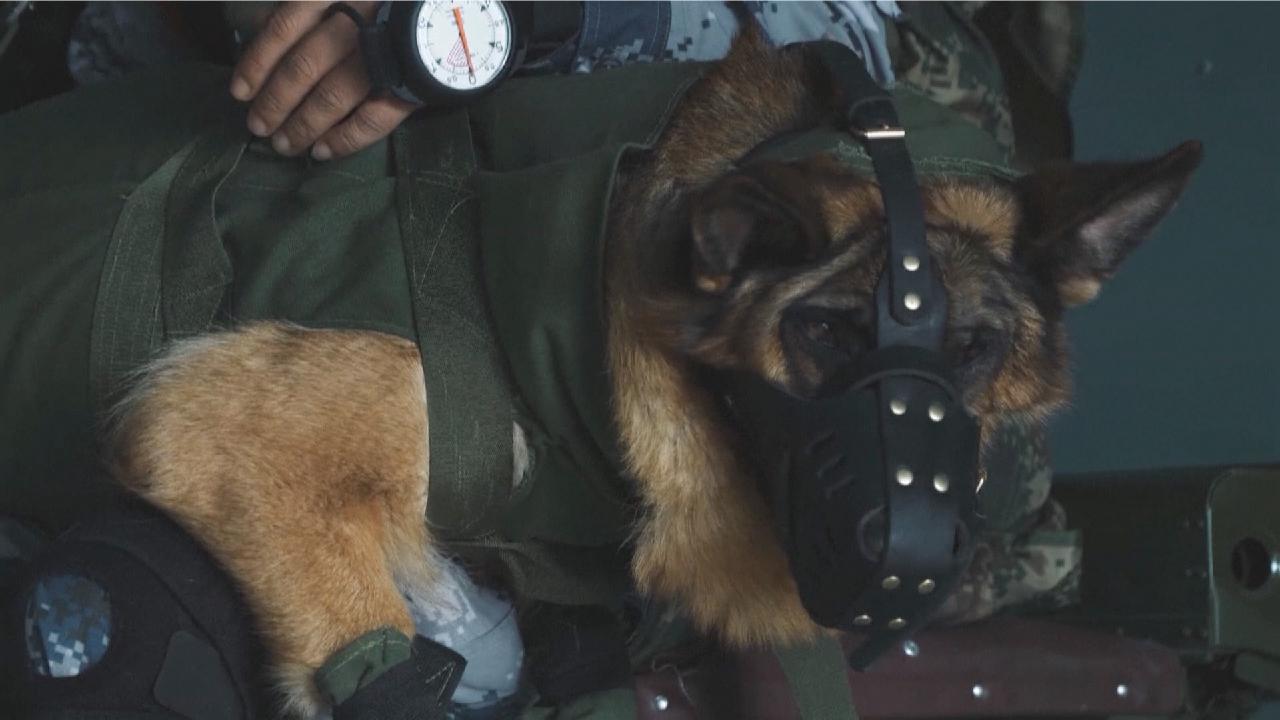 Brave military dog completes first parachuting task - CGTN