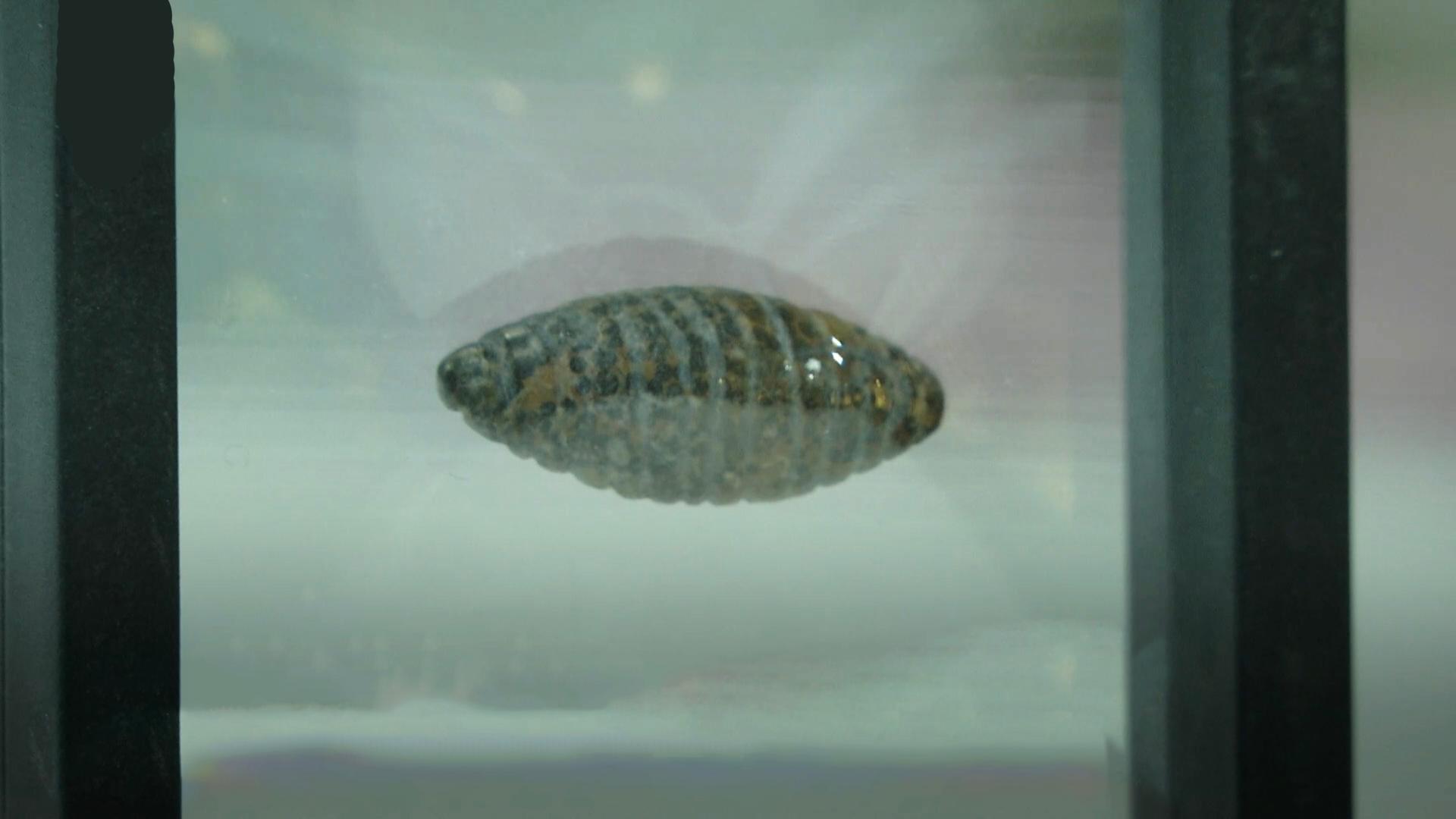 6,000-year-old silk cocoon sculptures discovered in N. China - CGTN