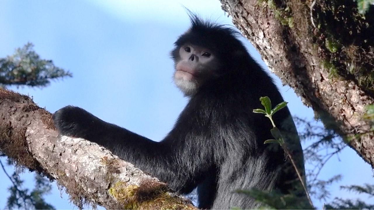 Nujiang snub-nosed monkeys increases to over 200 in SW China's Yunnan ...
