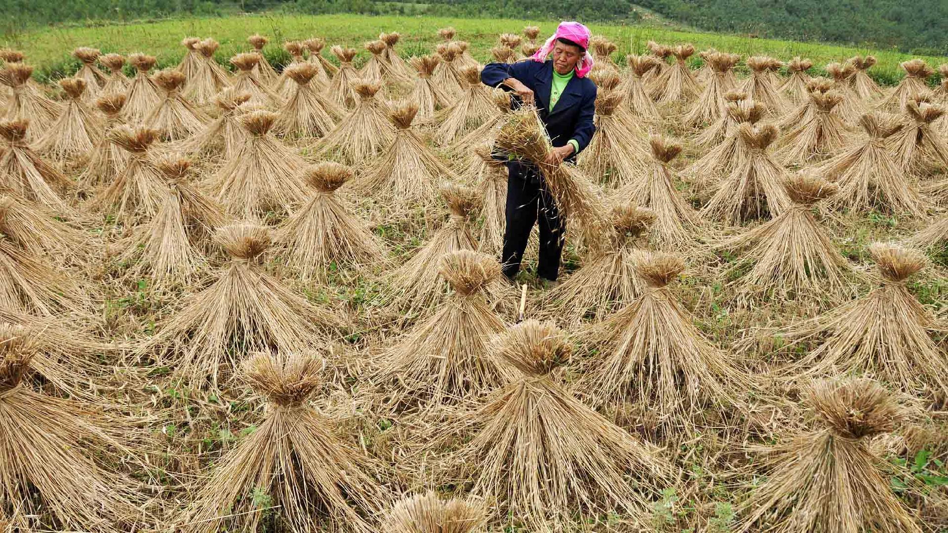 New lending schemes help alleviate poverty in rural China - CGTN