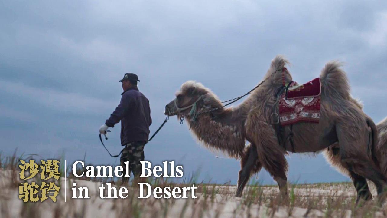 Camel Bells in the Desert - CGTN