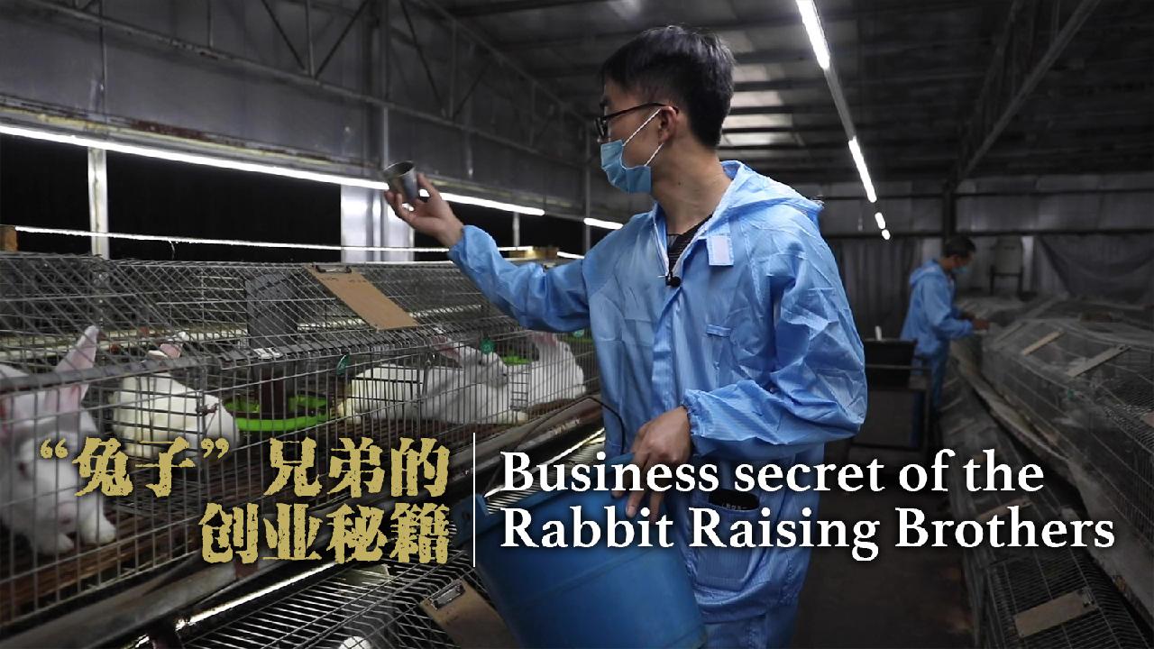 The business secret of the 'rabbit raising brothers'丨1.4 Billion - CGTN