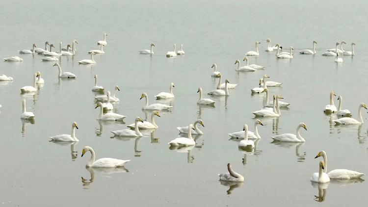 Thousands of wild swans arrive at Shengtian Lake in N. China - CGTN