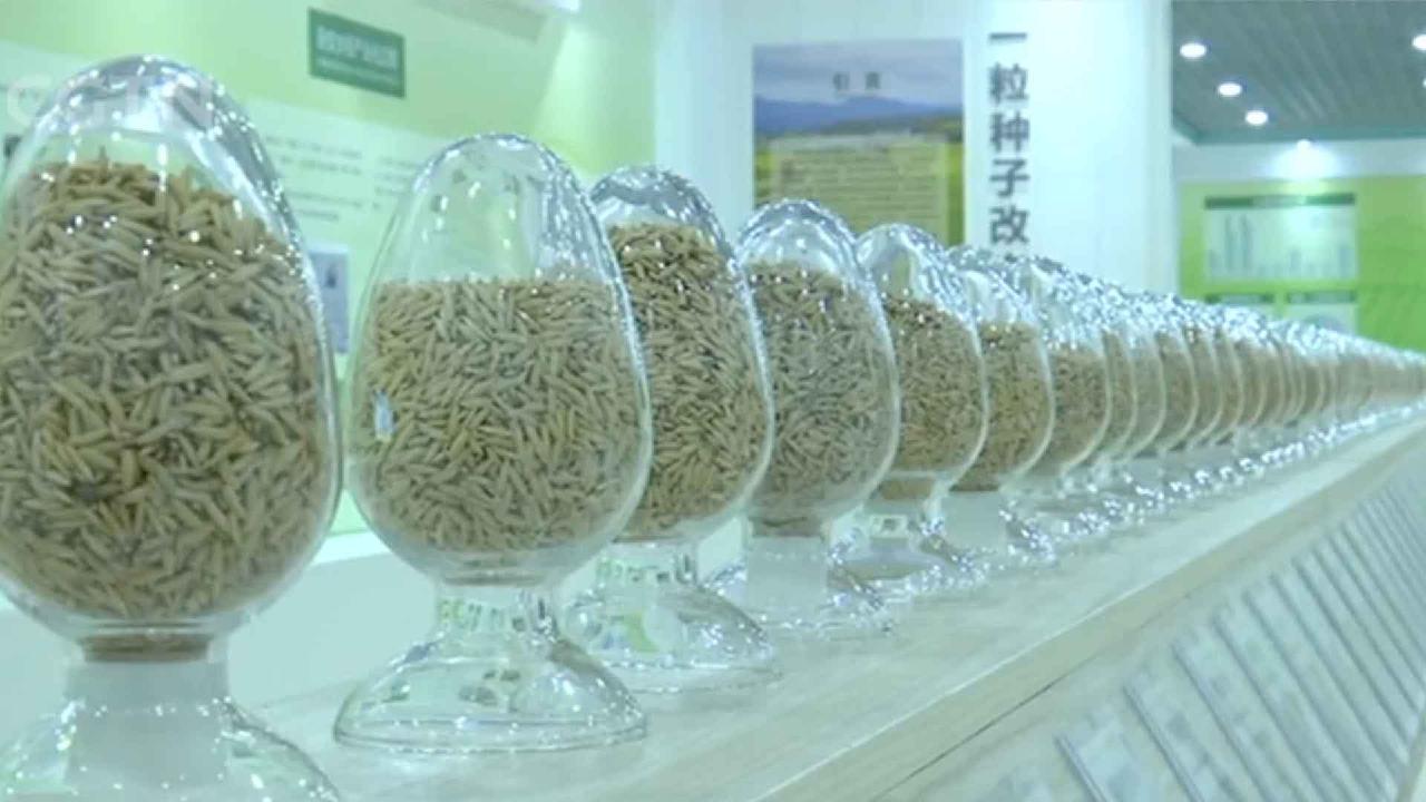 Sanming: China's hybrid rice seed capital - CGTN