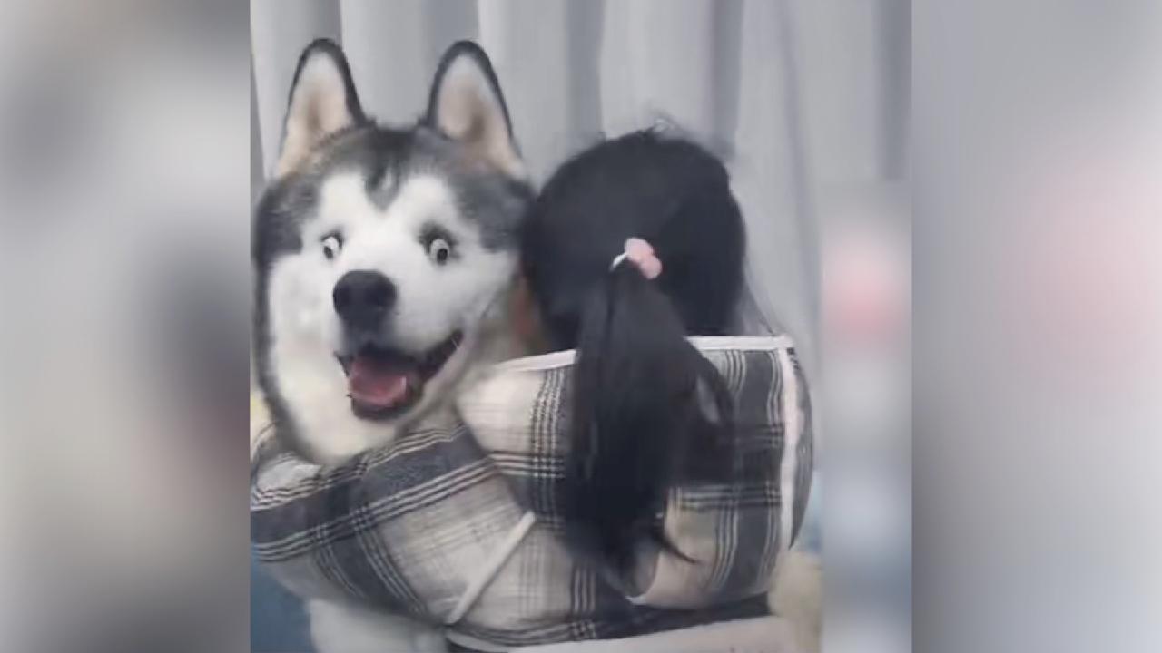 Little girl makes 'eyes' for blind husky - CGTN