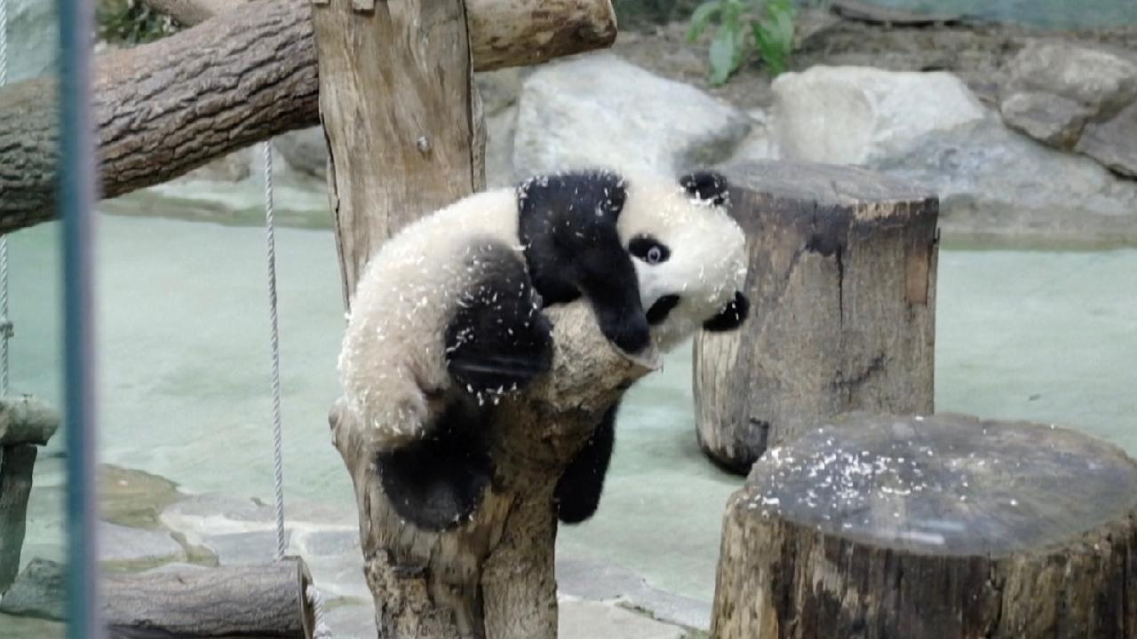 Second Taipei-born panda cub makes media debut - CGTN