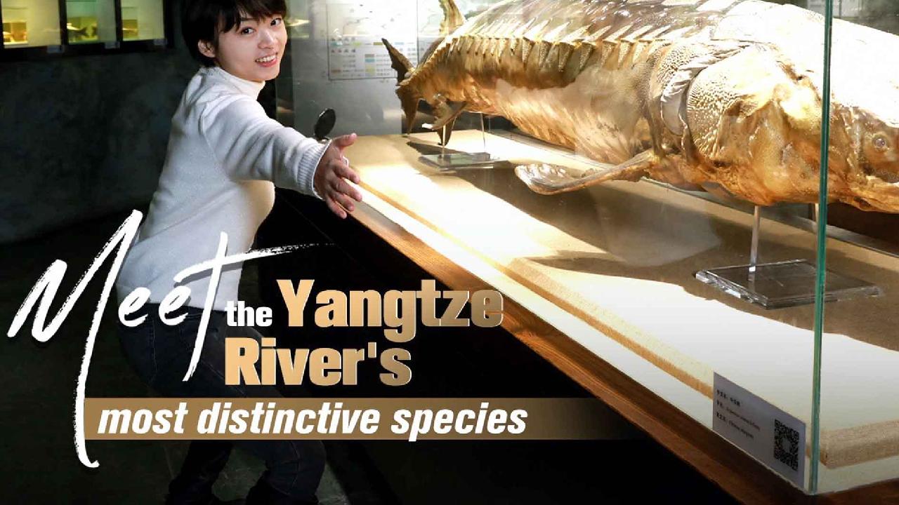 Meet the Yangtze River's most distinctive species - CGTN