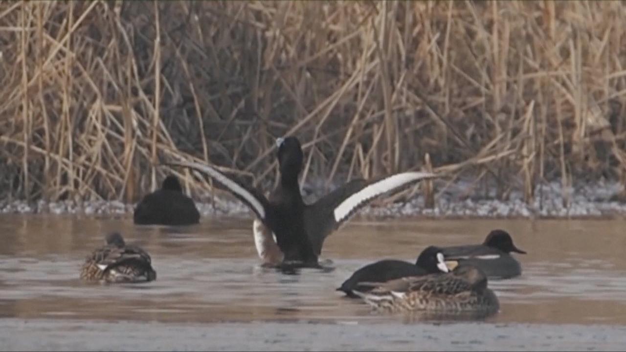 Rare duck species spotted in E China wetland - CGTN