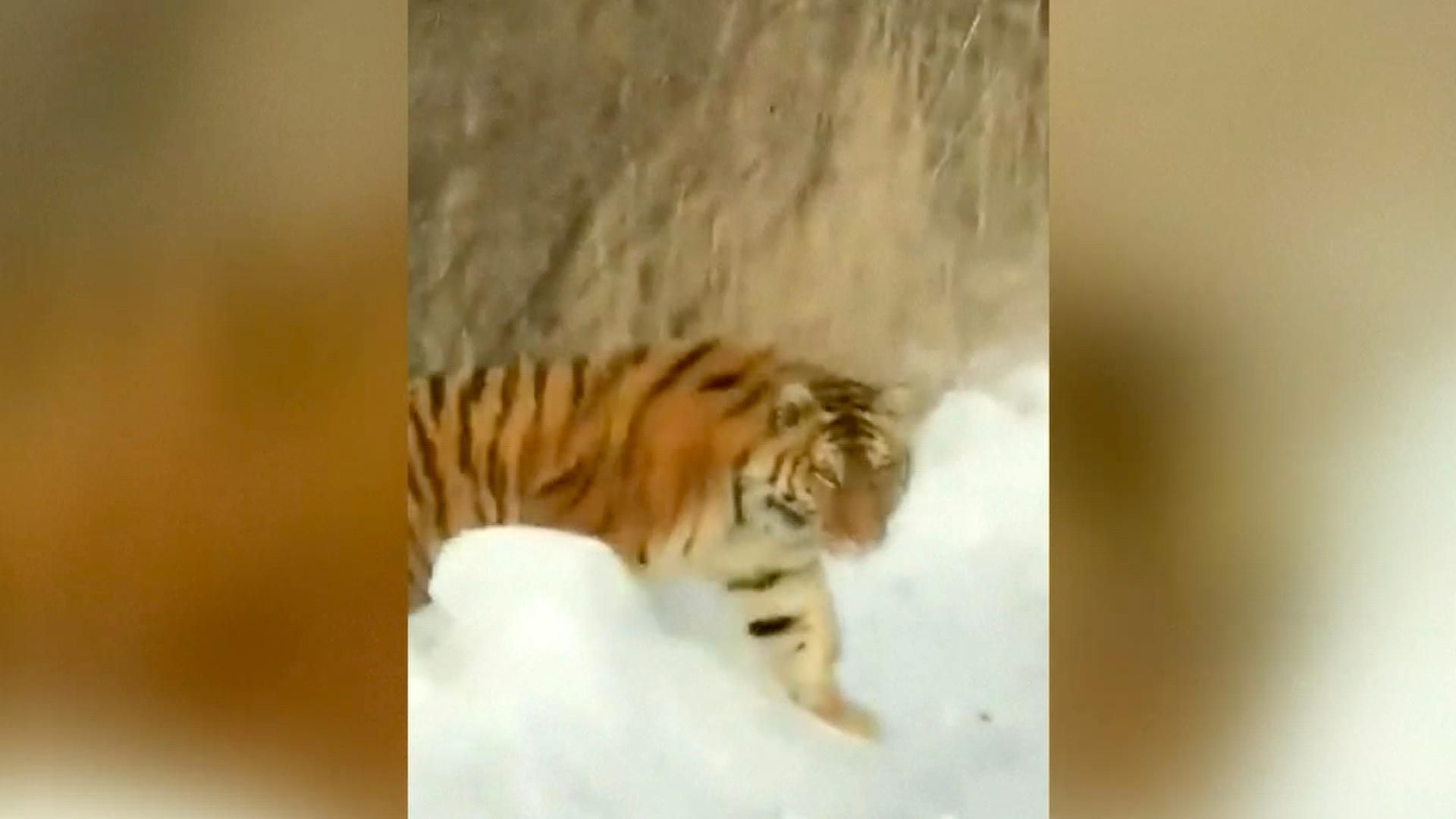 Bus driver encounters wild Siberian tiger in NE China - CGTN