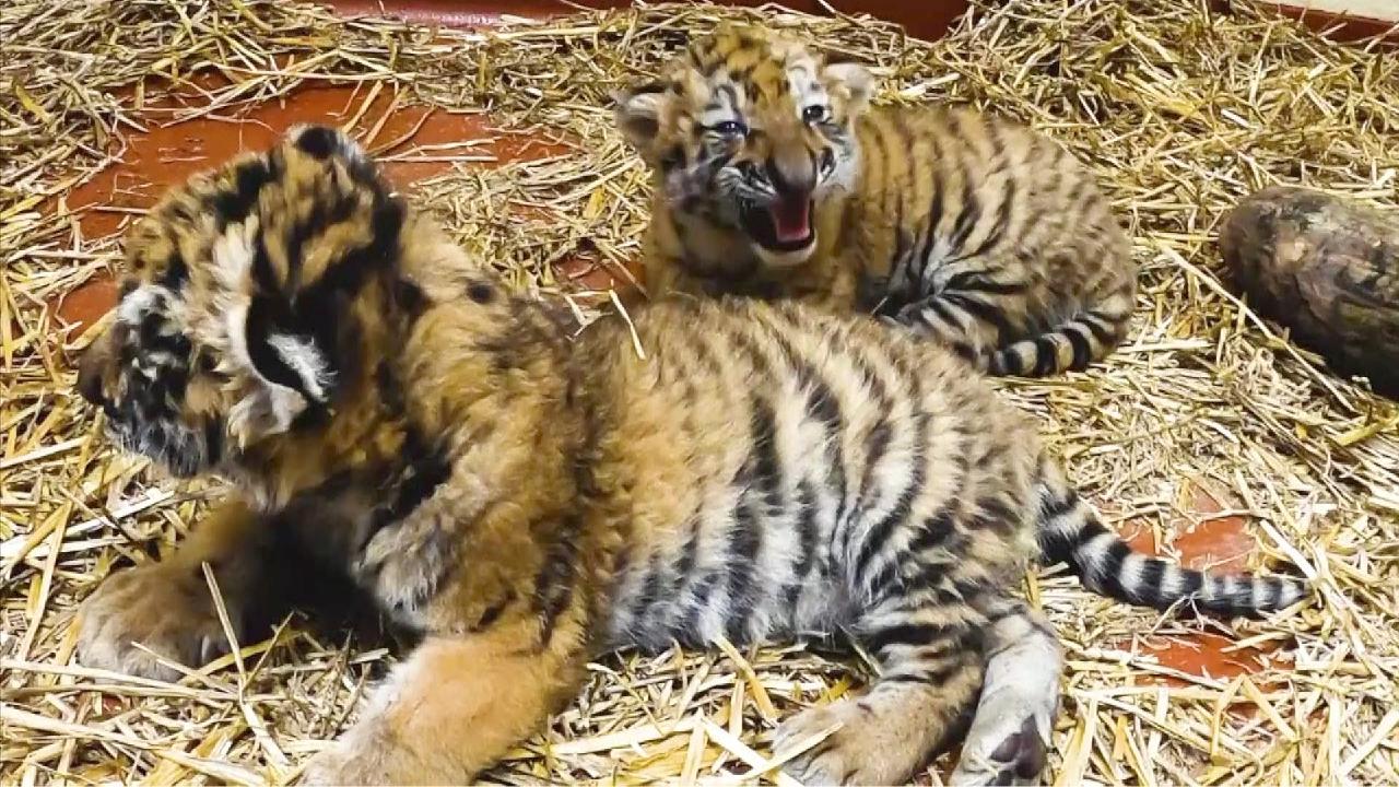 Rare Siberian tigers born at Ohio zoo - CGTN