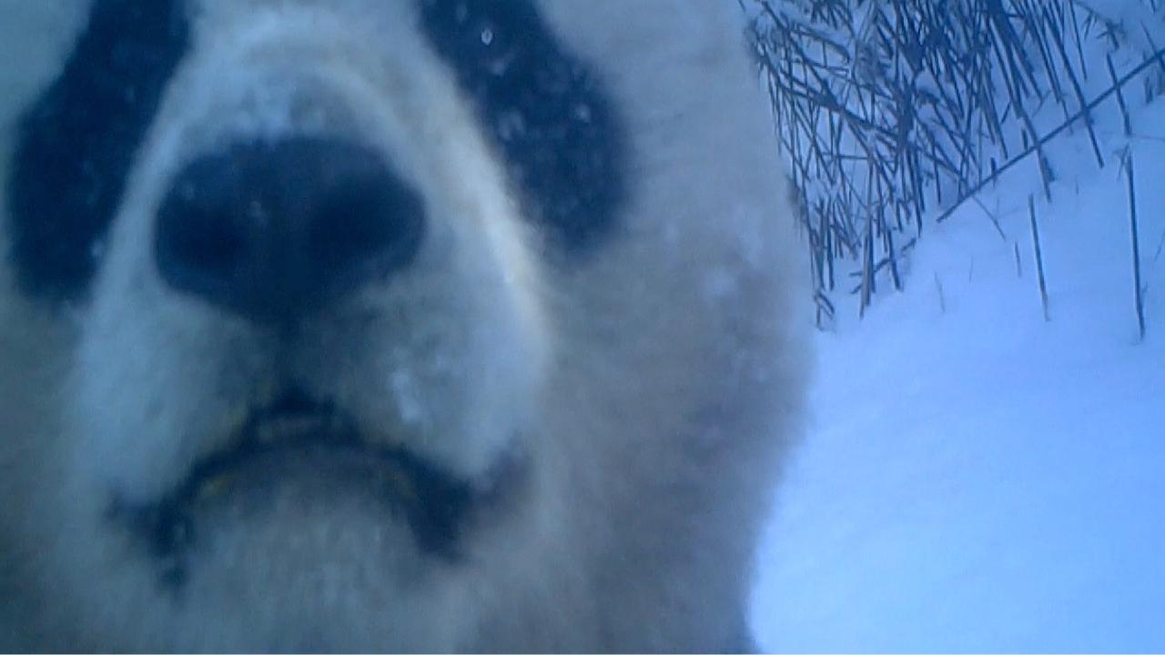 Giant panda appears to take selfie in southwest China nature reserve - CGTN
