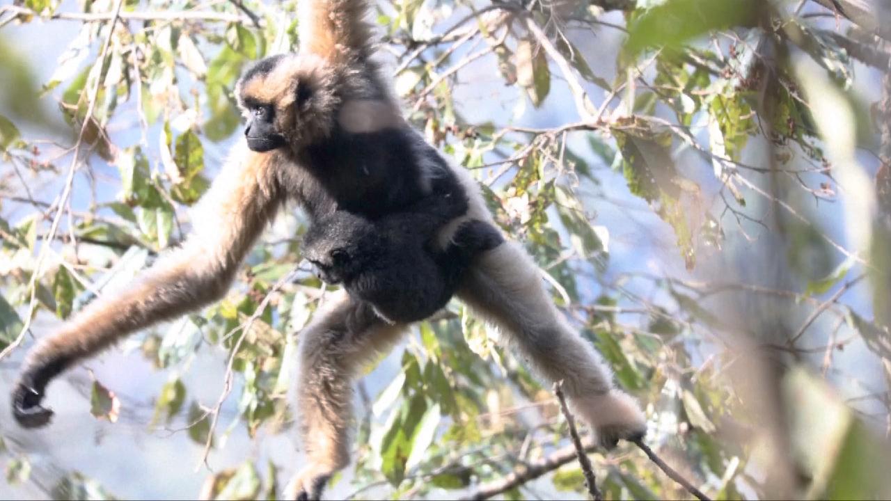 Rare animals frequently spotted at Chinese nature reserves - CGTN