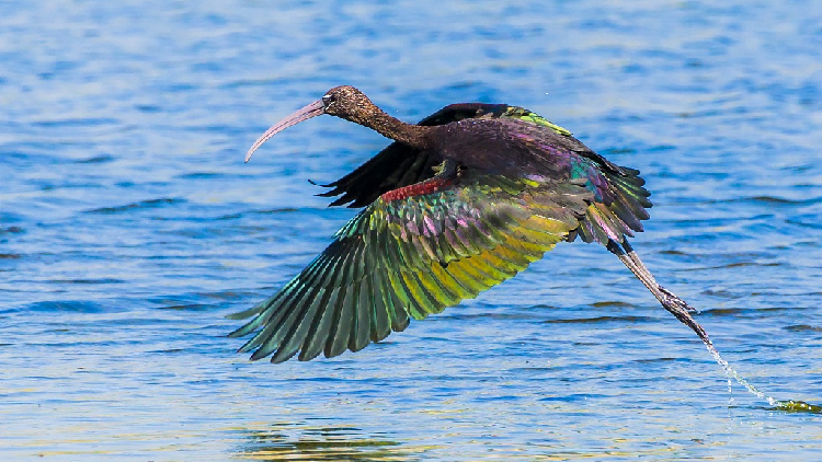 Rare glossy ibises appear in SW China wetland - CGTN