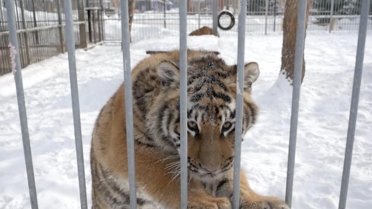 Meet Vitas, the 'singing' 8-month-old tiger - CGTN