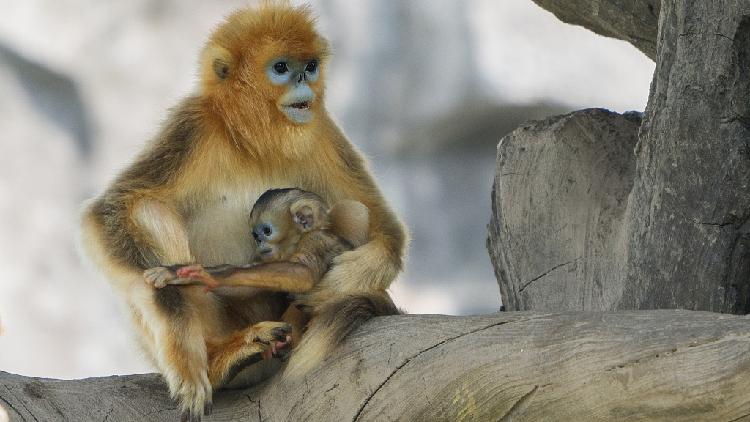 Newborn golden snub-nosed monkey makes debut in S China - CGTN