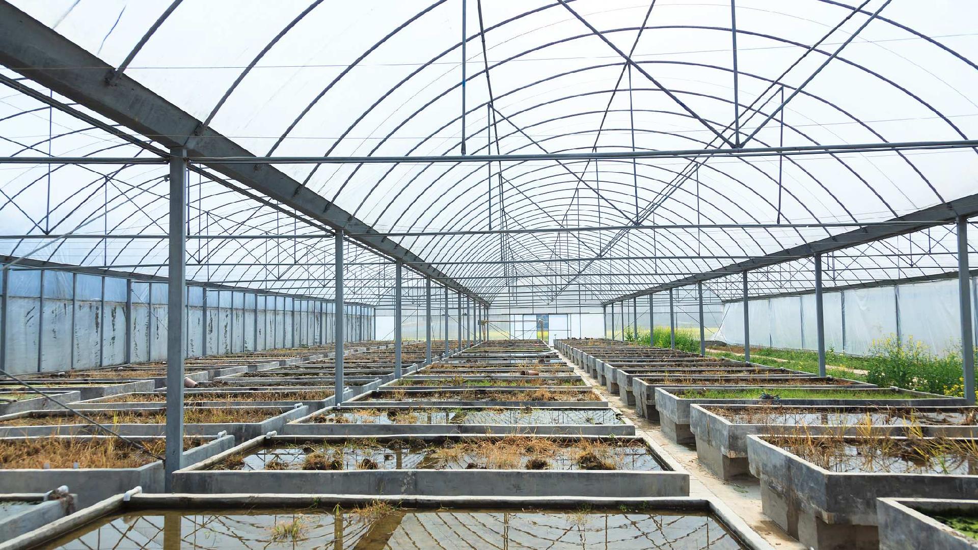 Expert: Improving breeding systems could help promote food security - CGTN