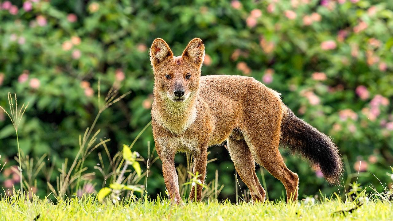 What's behind China's upgrade of the dhole's protection status - CGTN