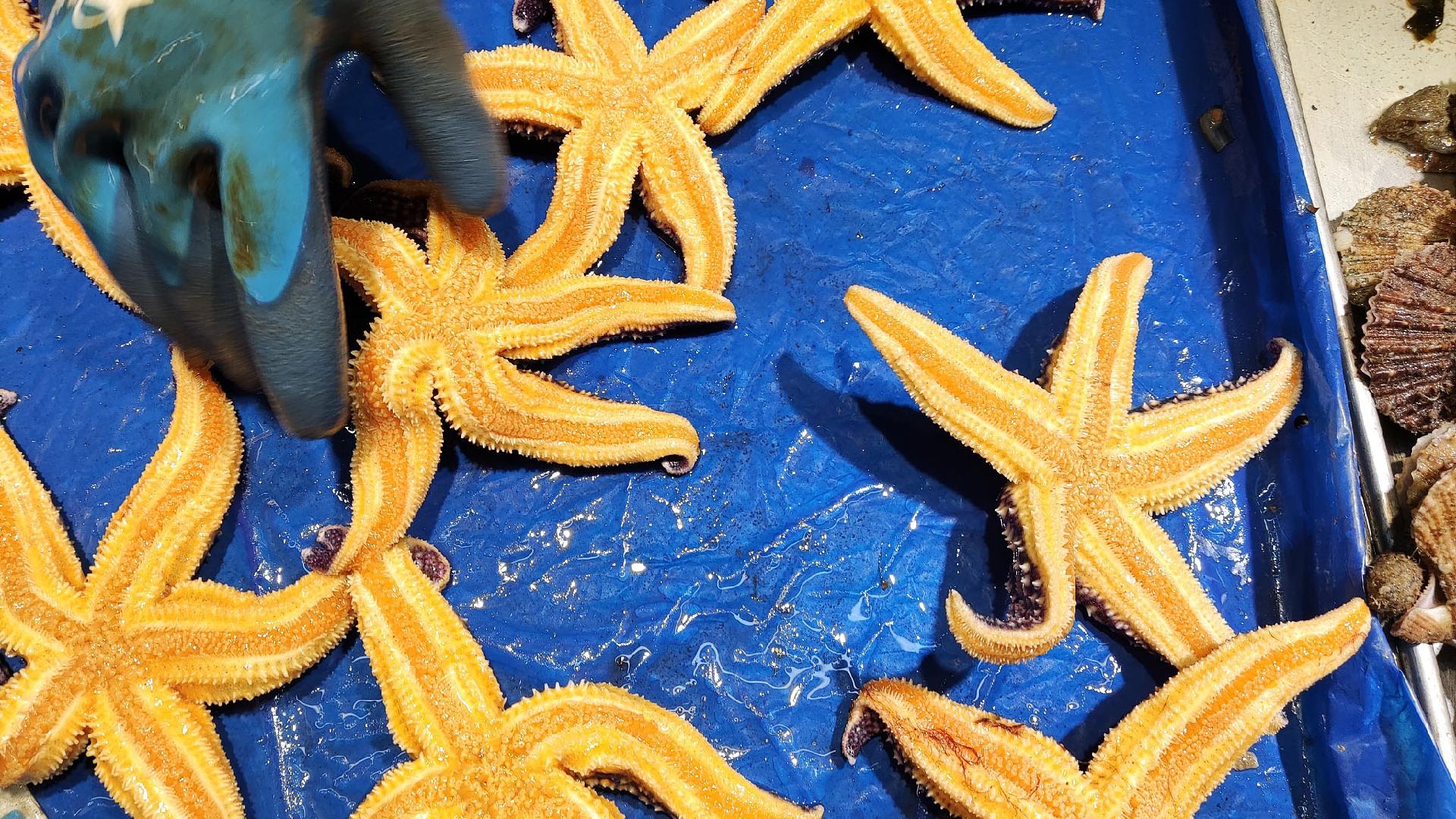 Invasive starfish culled en masse in east China bay - CGTN