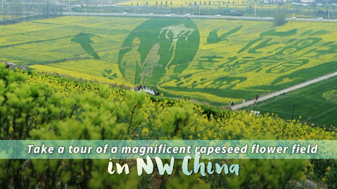Take a tour of a magnificent rapeseed flower field in NW China - CGTN