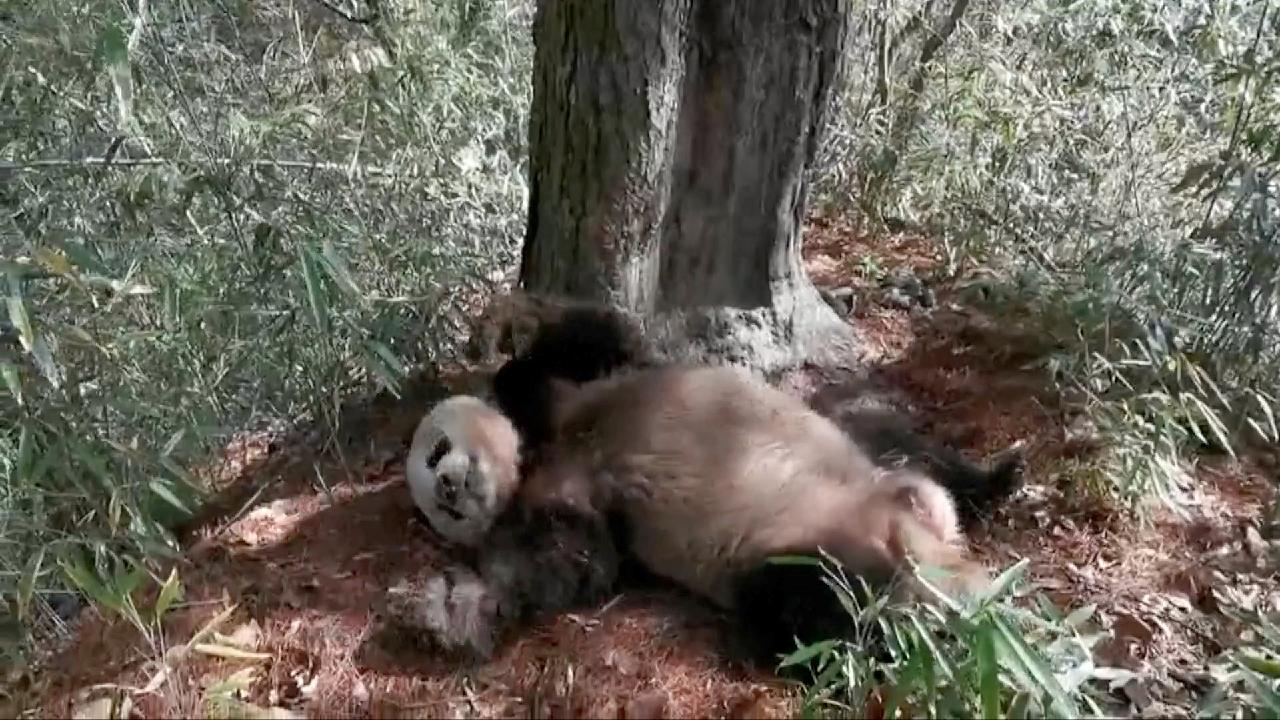 Two male pandas caught in old-fashioned battle to woo a mate - CGTN