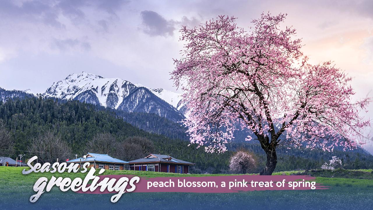 Season's greetings: Peach blossoms, a spring treat - CGTN