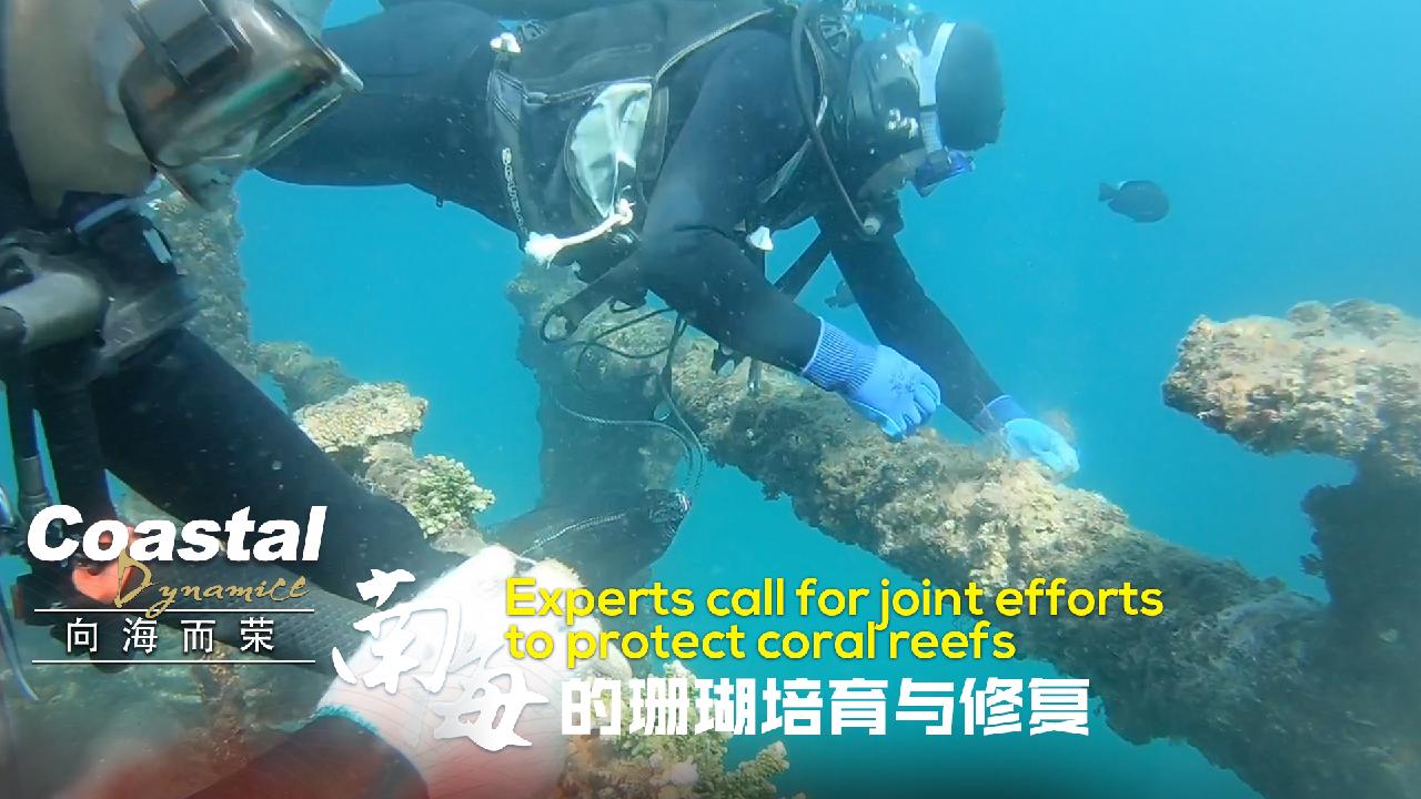 Experts call for joint efforts to protect coral reefs - CGTN