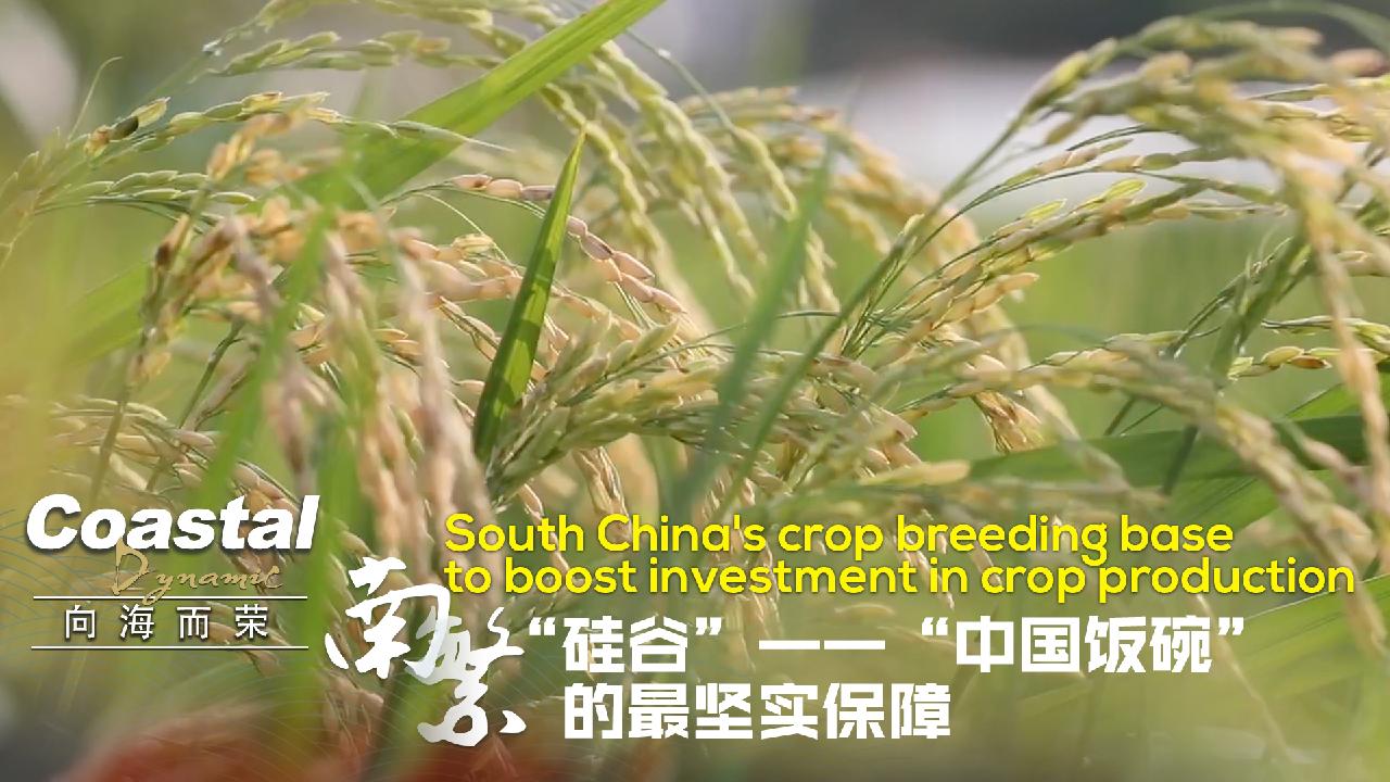 S. China's crop breeding base to boost investment in crop production - CGTN